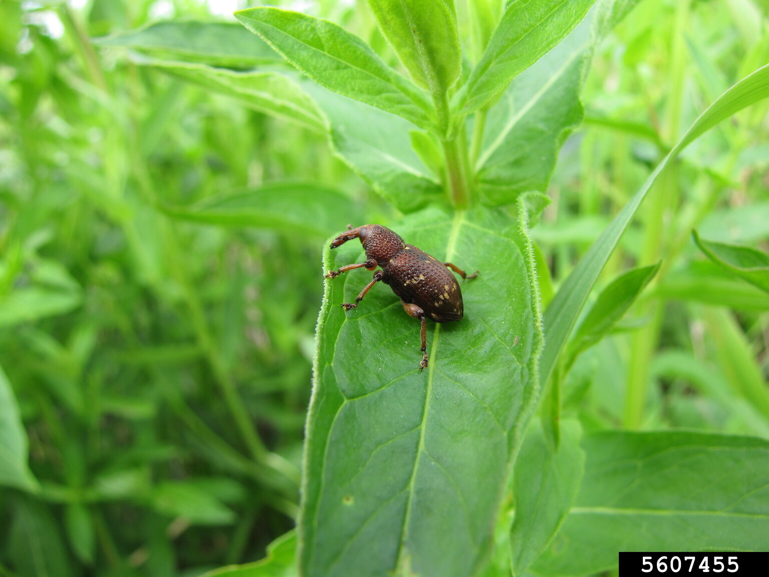 purple loosestrife root mining weevil (Hylobius transversovittatus ...