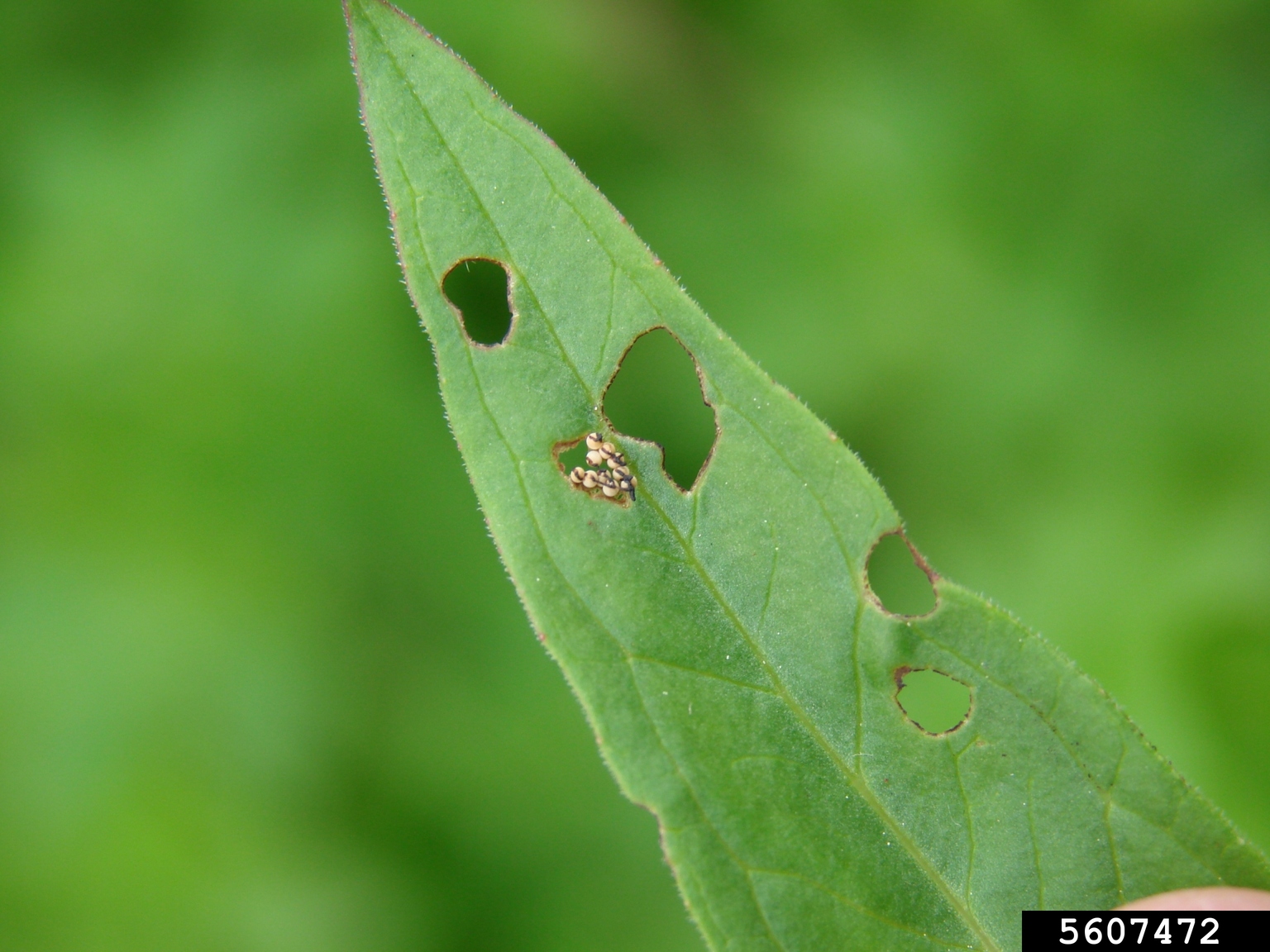 leaf beetles (Genus Galerucella)