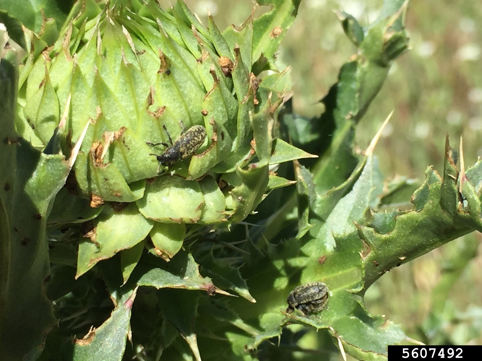 musk thistle head weevil (Rhinocyllus conicus)