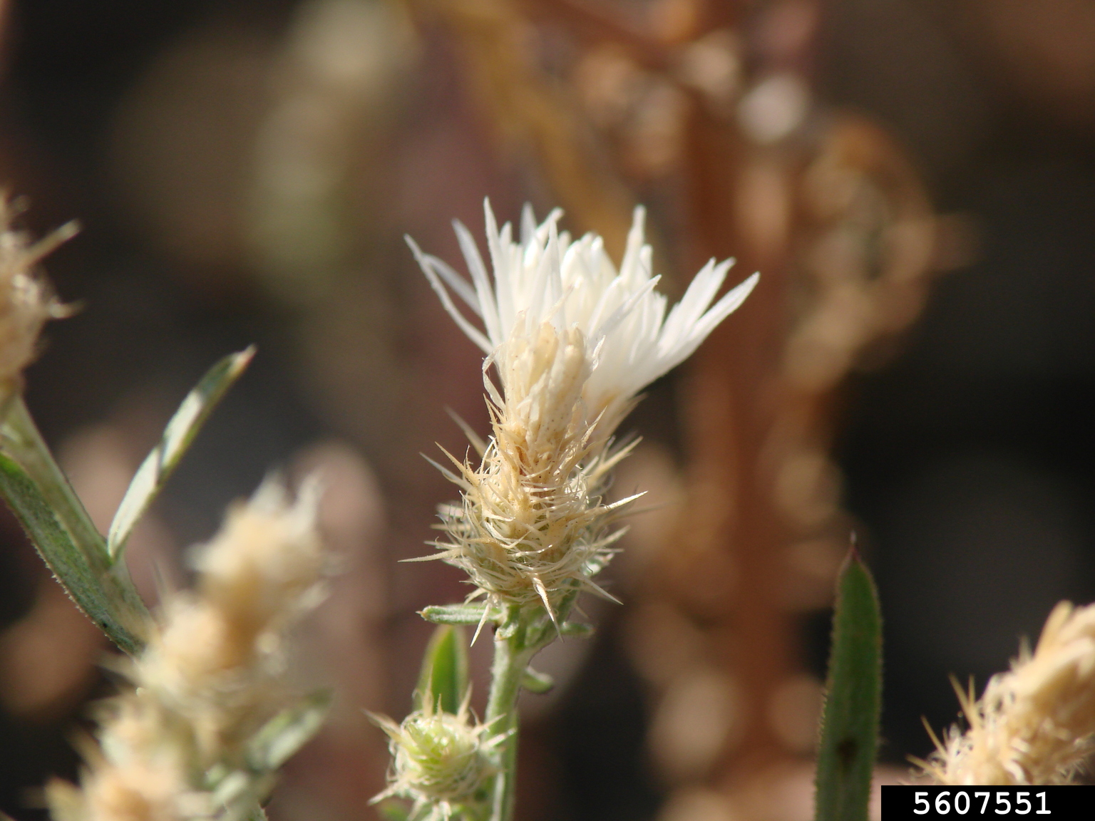 diffuse knapweed (Centaurea diffusa Lam.)