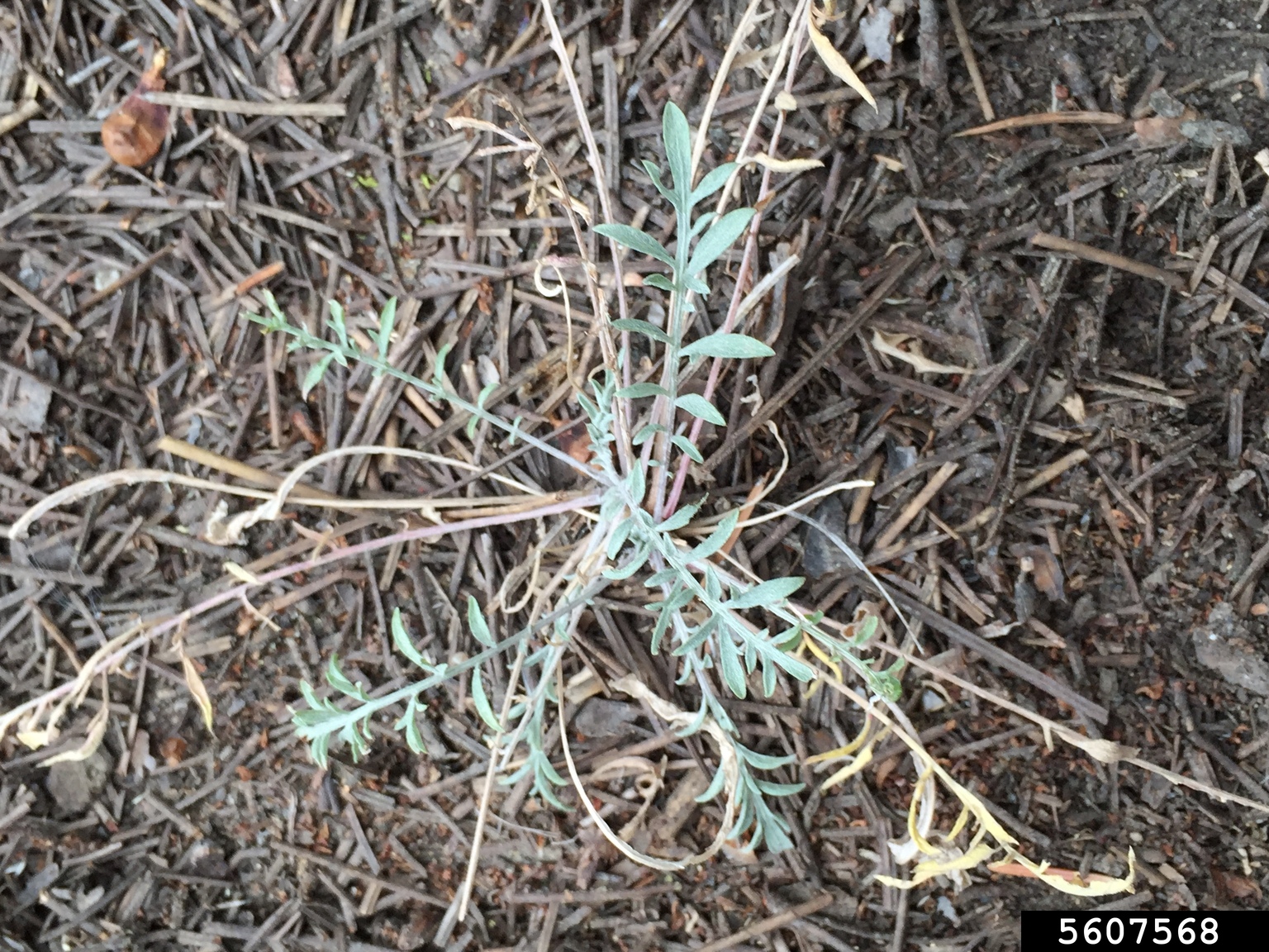 diffuse knapweed (Centaurea diffusa Lam.)