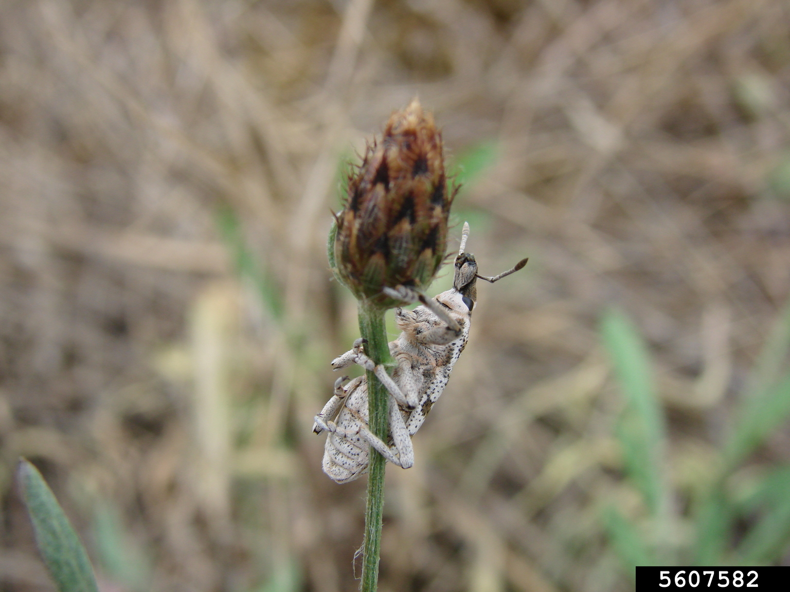 knapweed root weevil (Cyphocleonus achates)