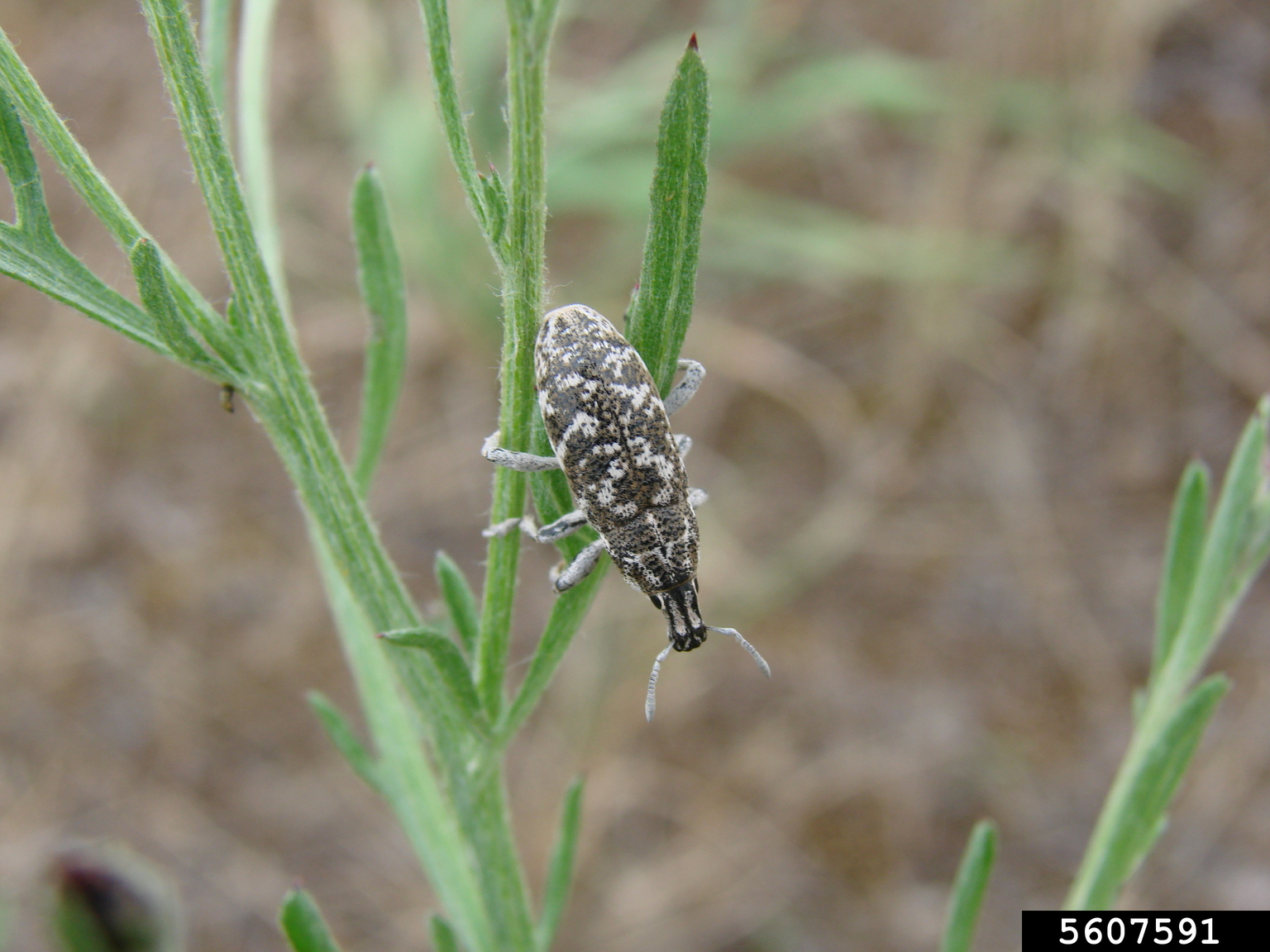 knapweed root weevil (Cyphocleonus achates)