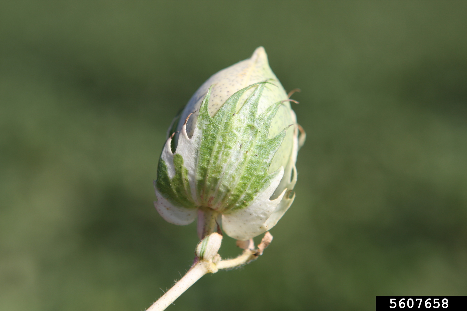 genetic abnormalities