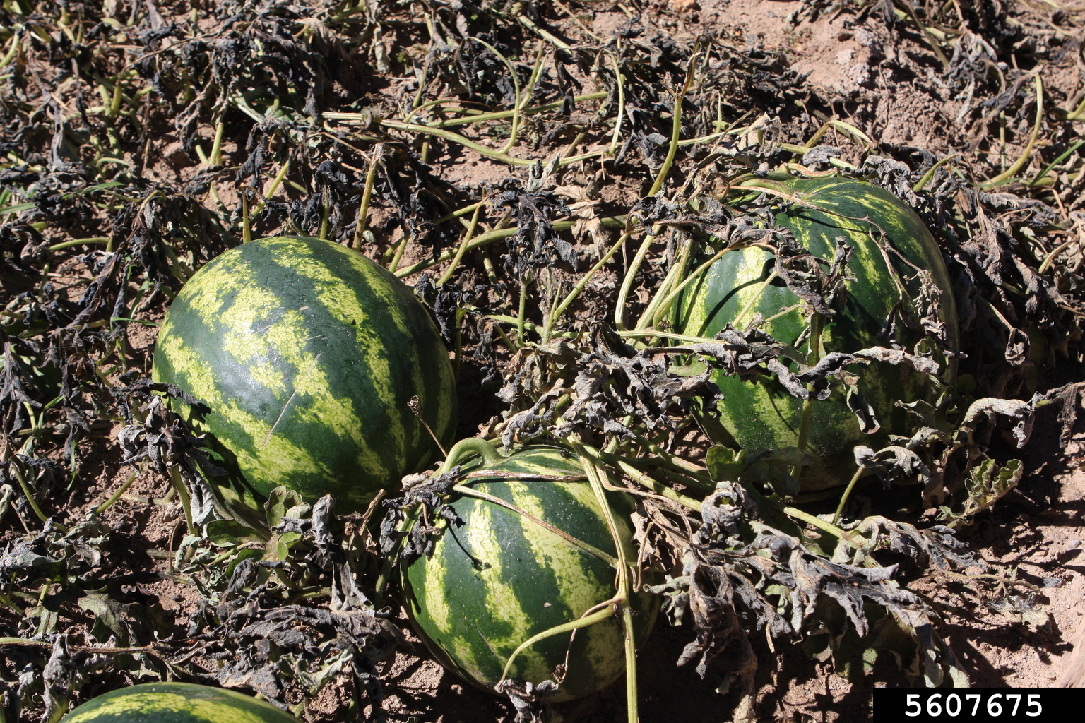 cold injury (low temperature)