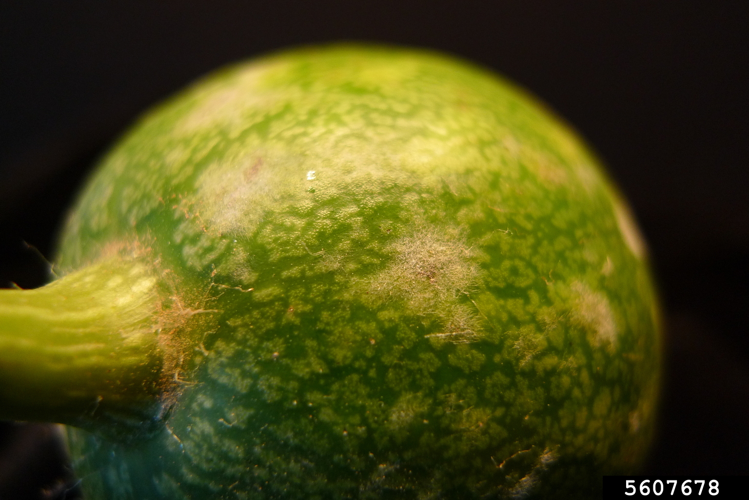 powdery mildew (Podosphaera xanthii)