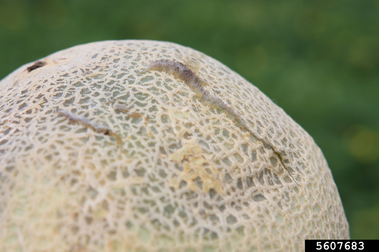 Rhizopus soft rots (Genus Rhizopus Ehrenb.)