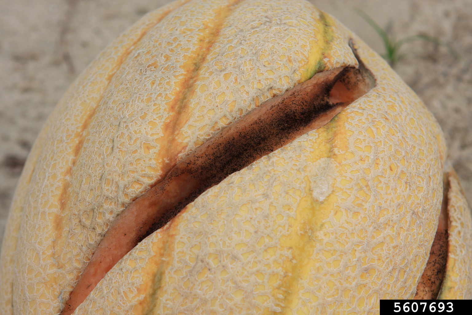 Rhizopus soft rots (Genus Rhizopus)