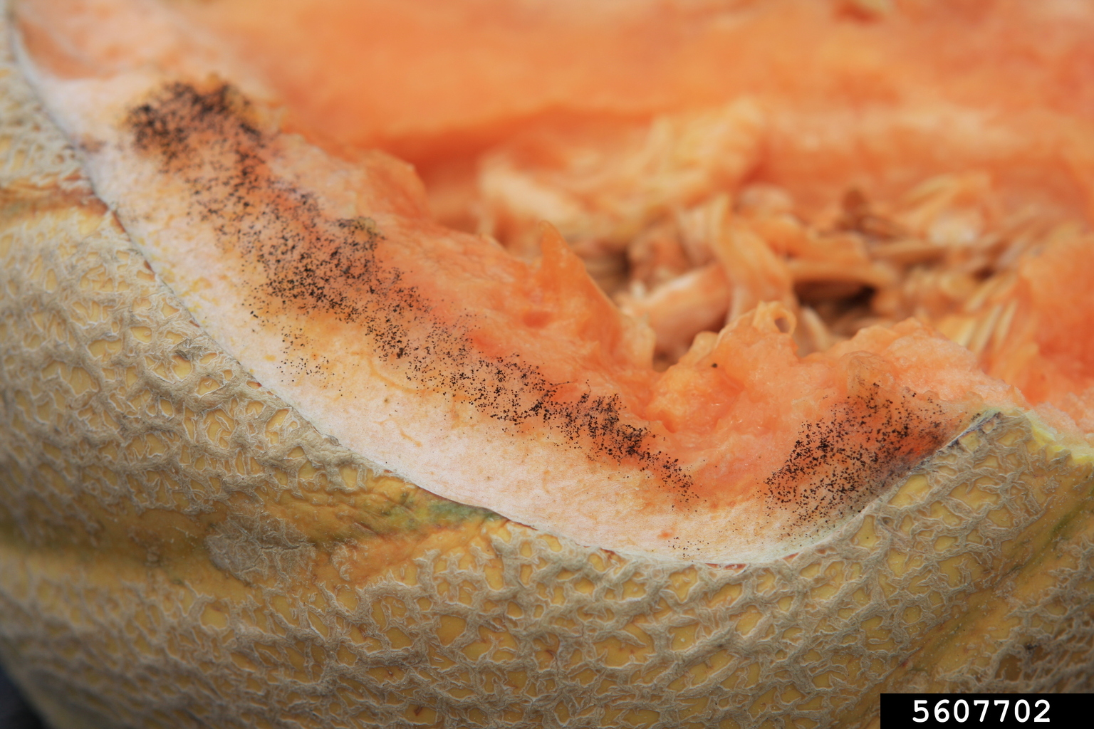 Rhizopus soft rots (Genus Rhizopus Ehrenb.)