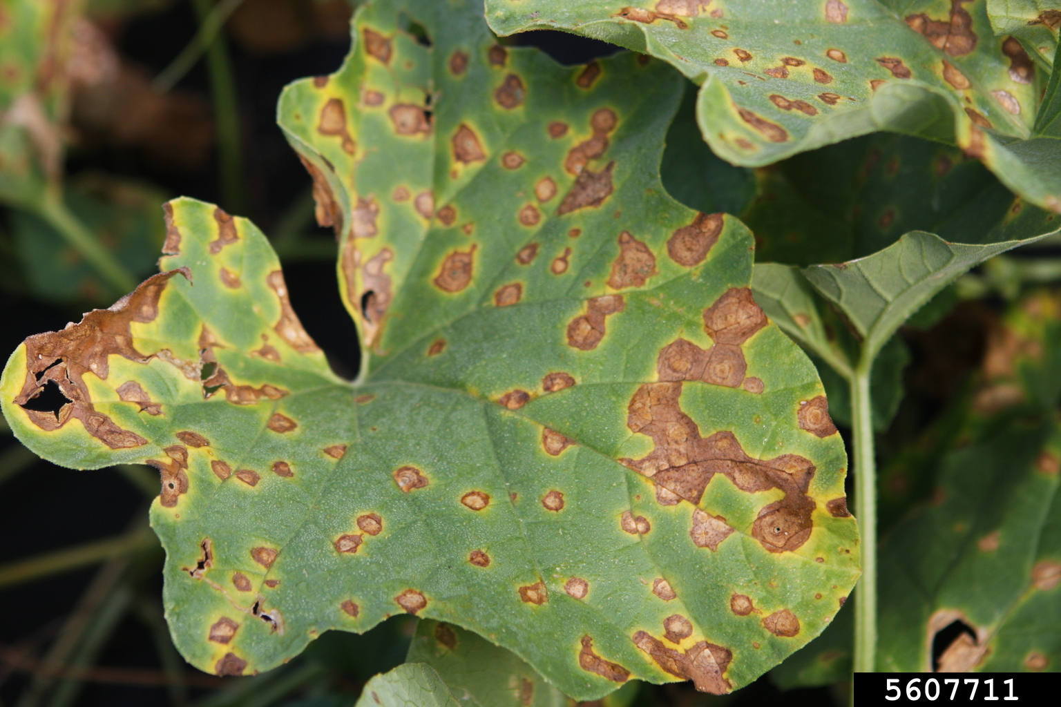 Alternaria leaf blight (Alternaria cucumerina (Ellis & Everh.) J.A ...