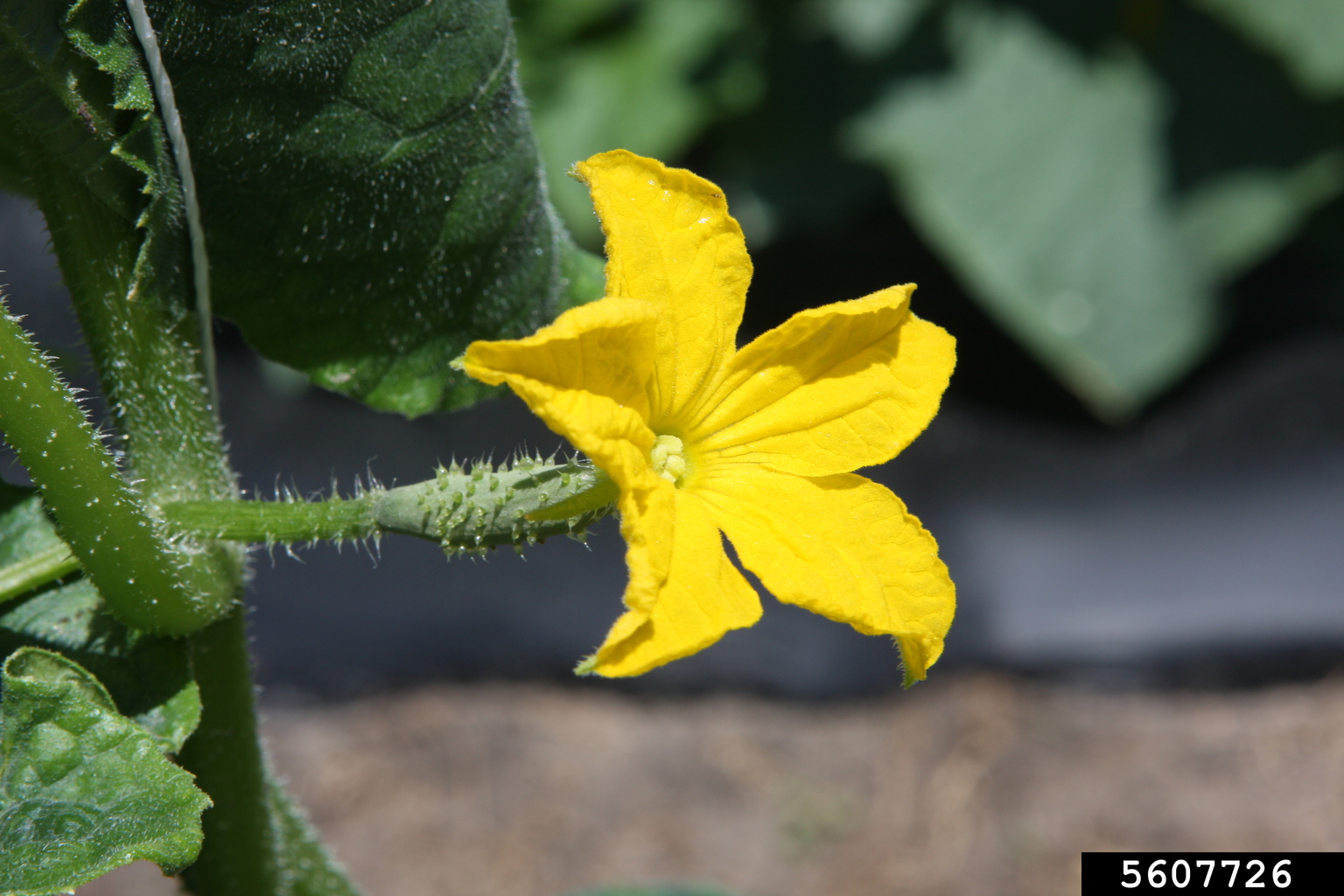 cucumber (Cucumis sativus L.)