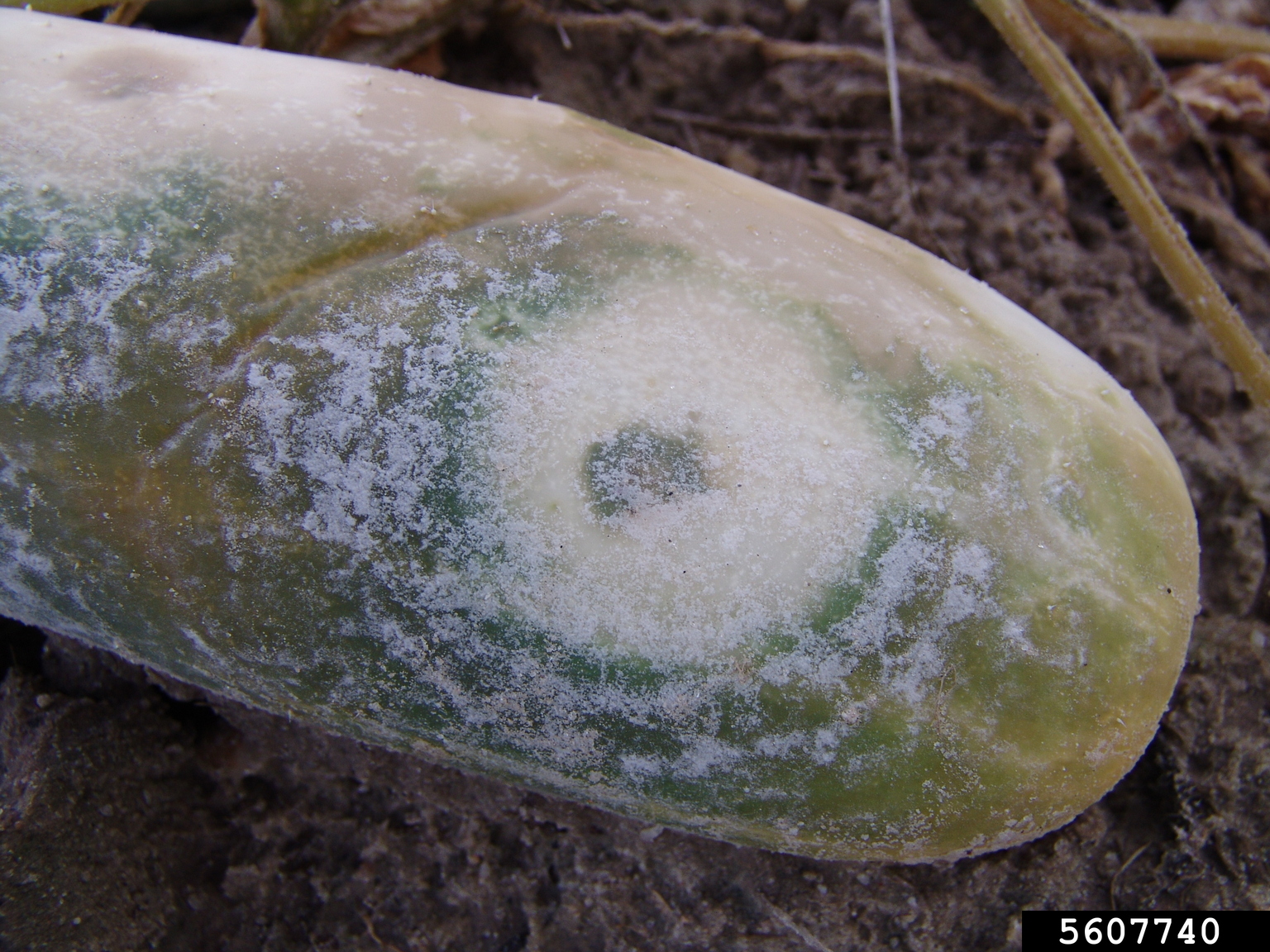 Phytophthora blight (Phytophthora capsici ) on cucumber (Cucumis ...
