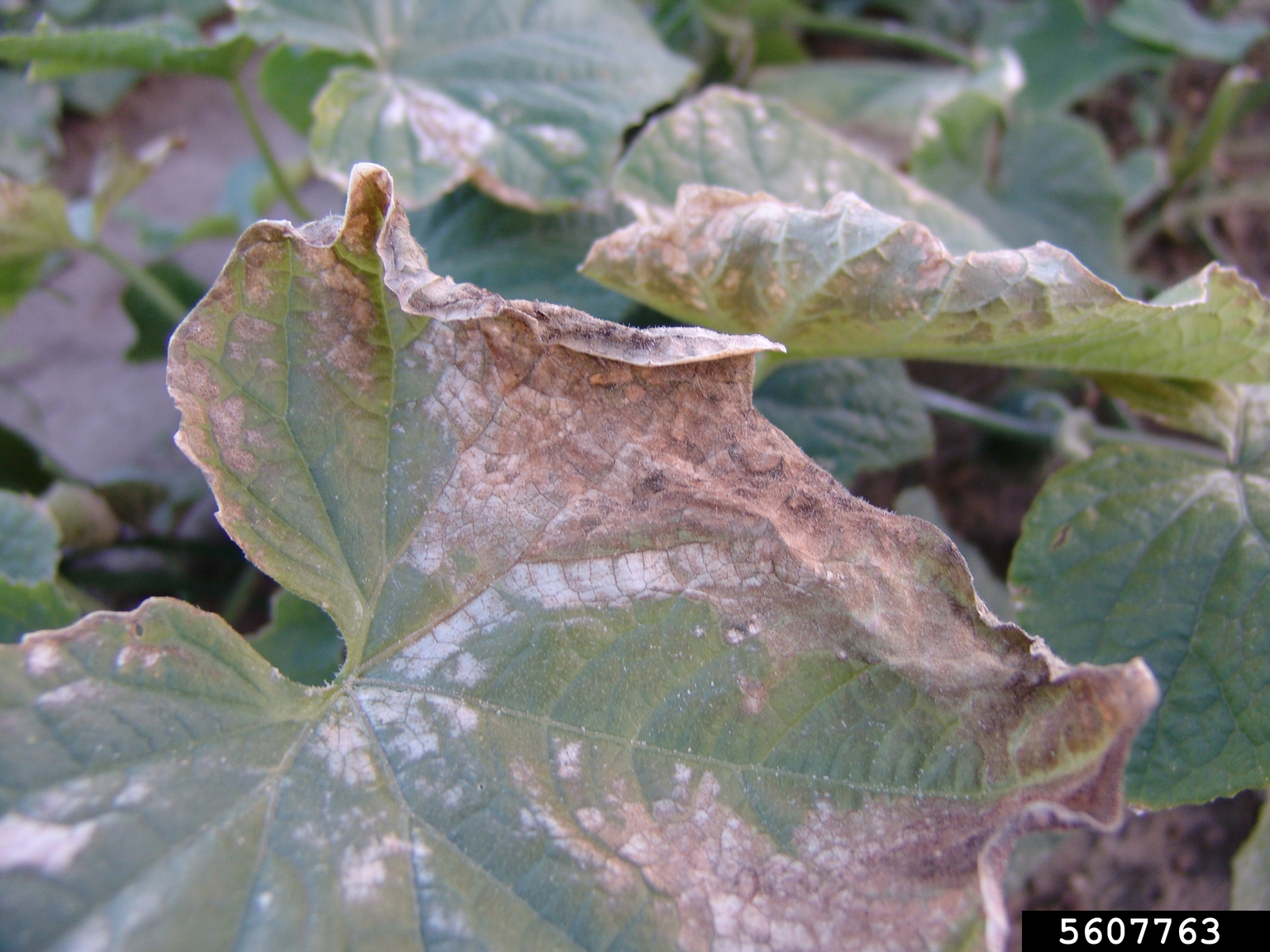 Phytophthora blight (Phytophthora capsici)