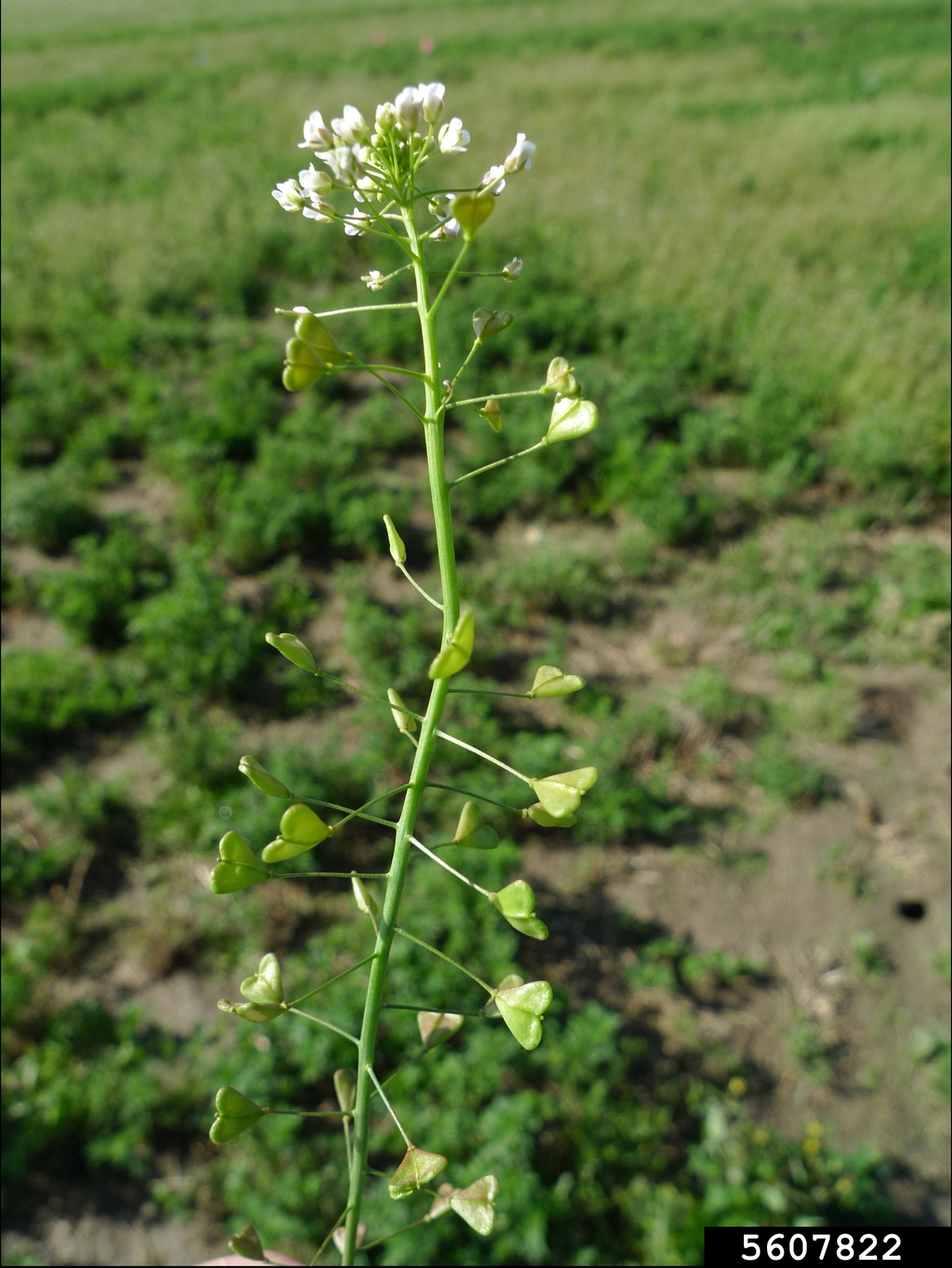 shepherd's-purse (Capsella bursa-pastoris (L.) Medik.)