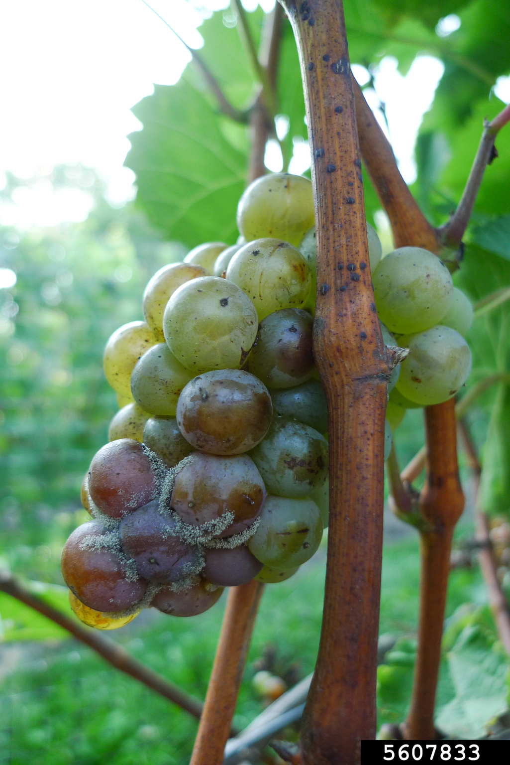 gray mold (Botrytis cinerea)