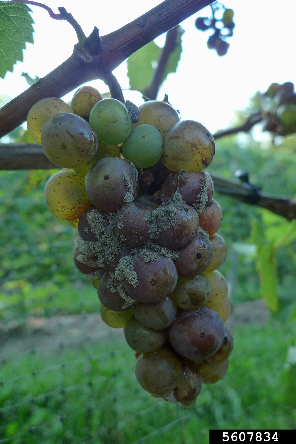 gray mold (Botrytis cinerea)