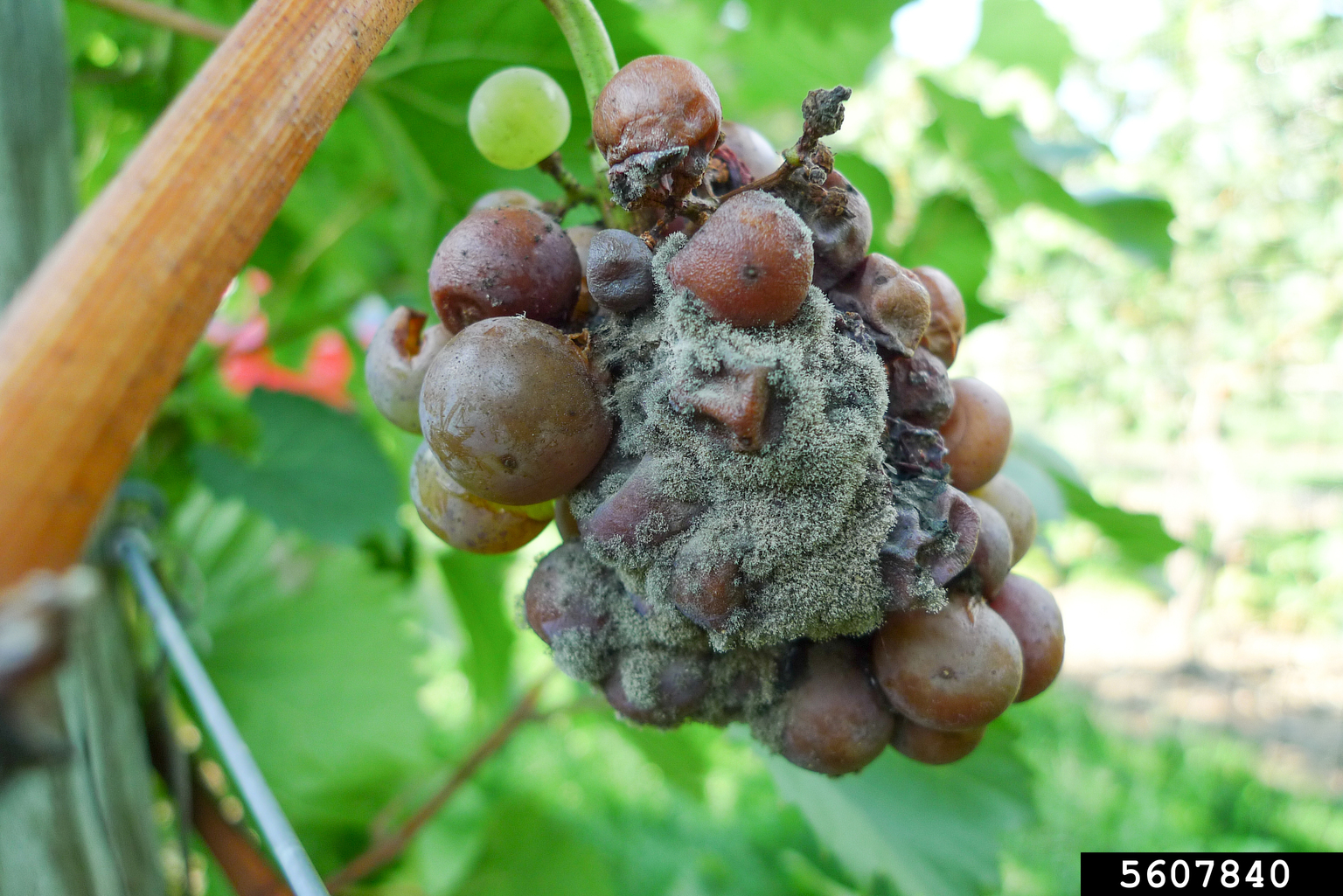 gray mold (Botrytis cinerea)