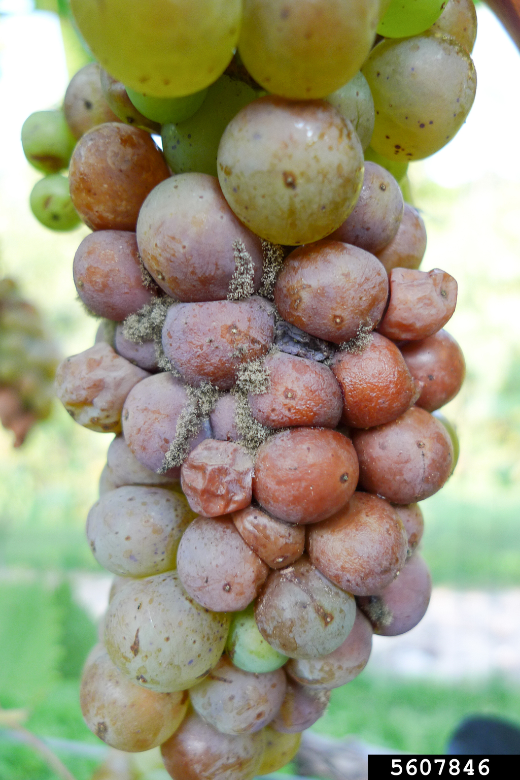 gray mold (Botrytis cinerea Pers.:Fr)