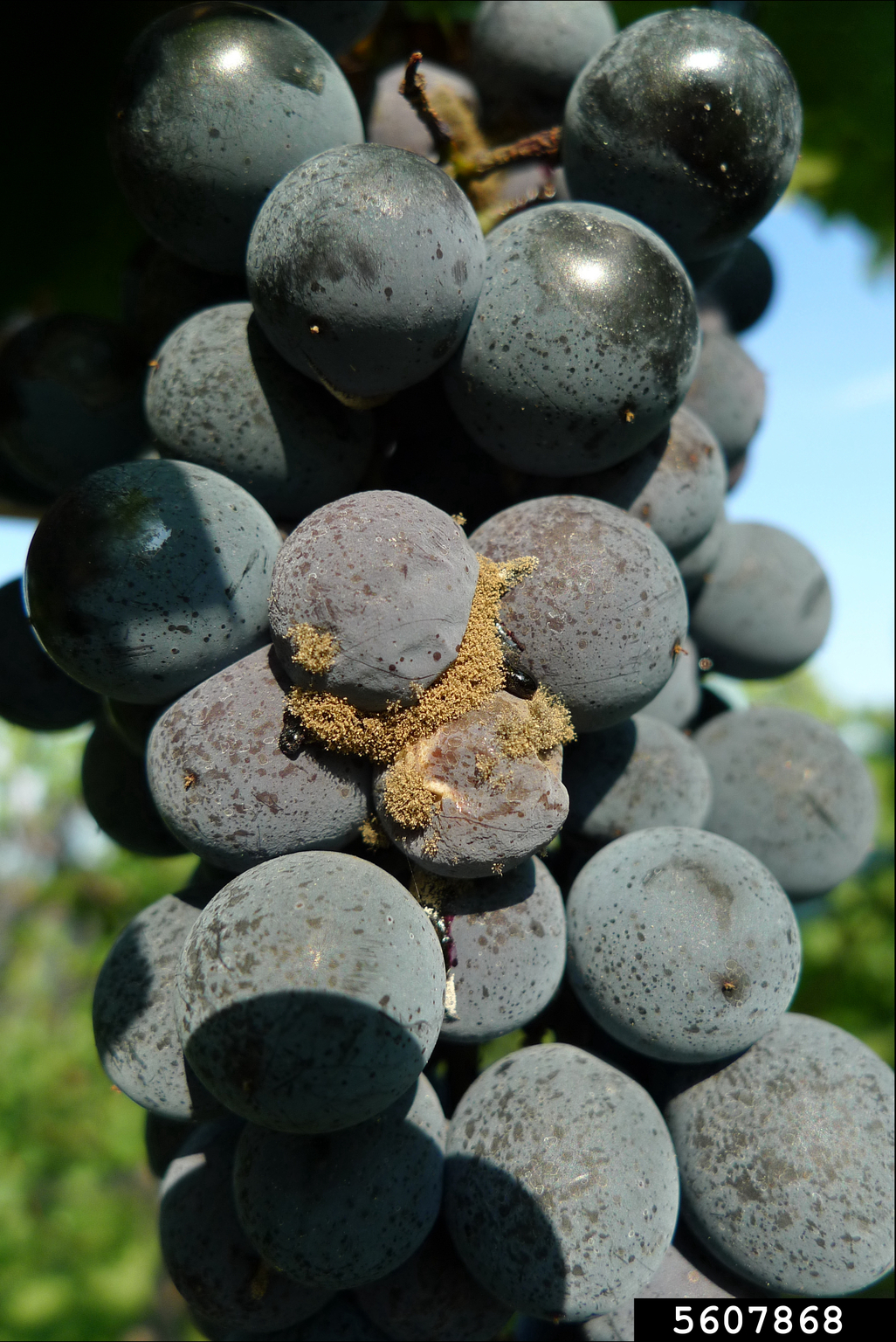 gray mold (Botrytis cinerea Pers.:Fr)