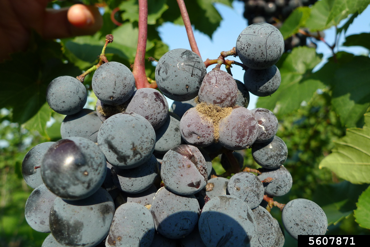 gray mold (Botrytis cinerea)