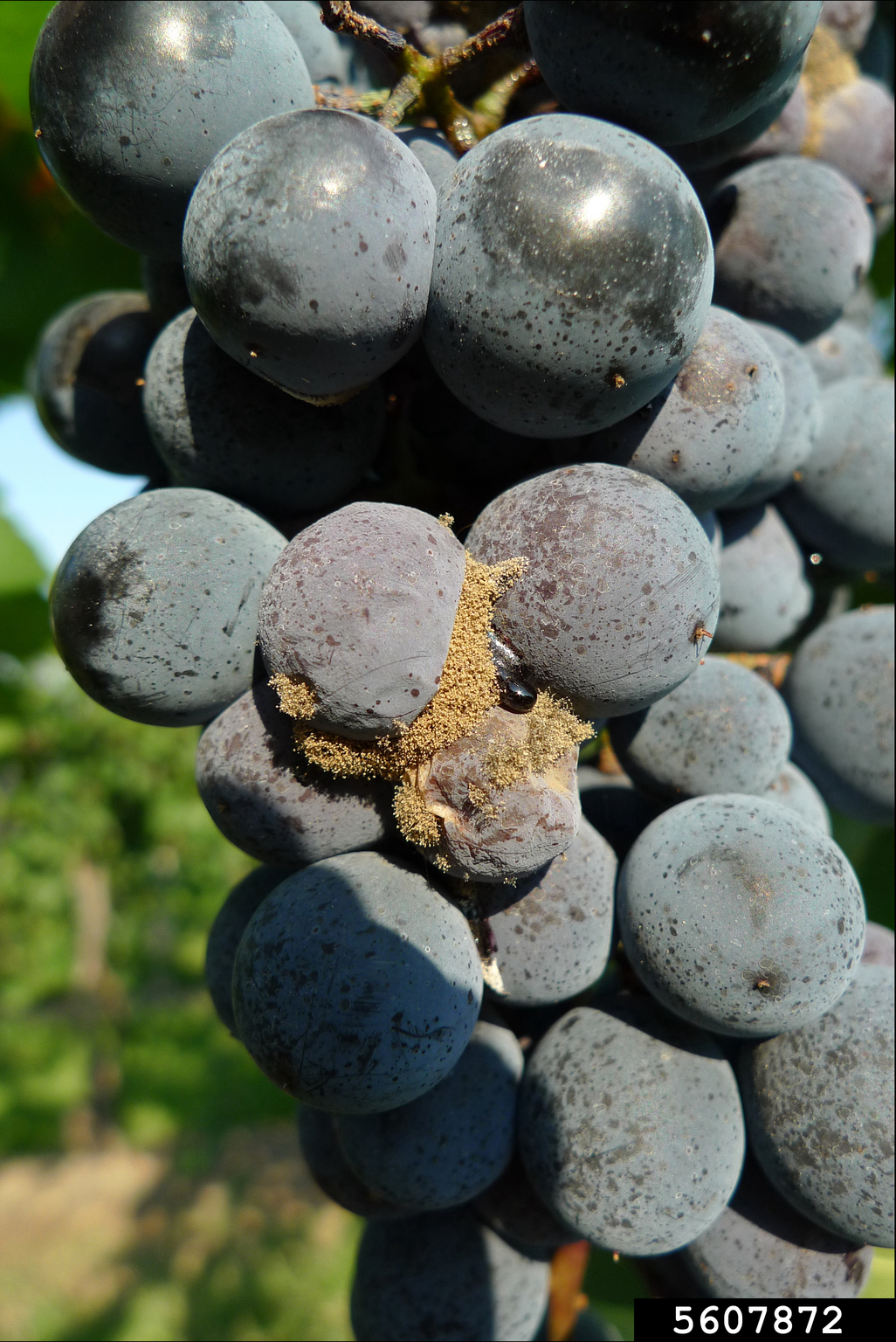 gray mold (Botrytis cinerea)