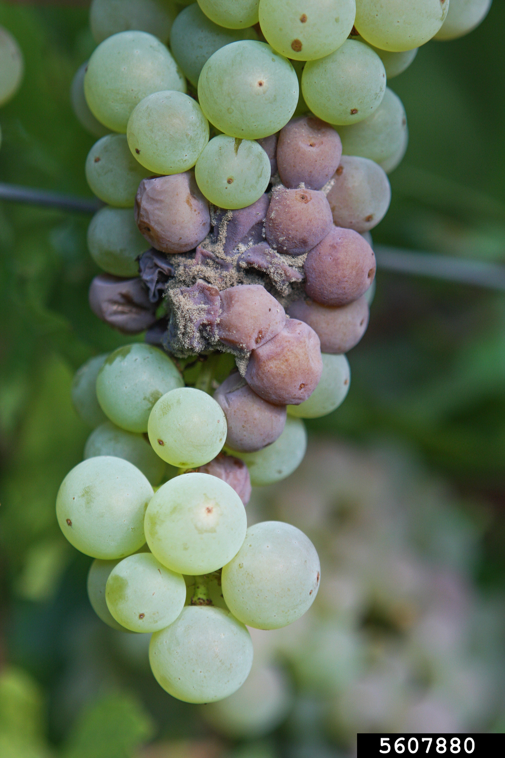 gray mold (Botrytis cinerea Pers.:Fr)