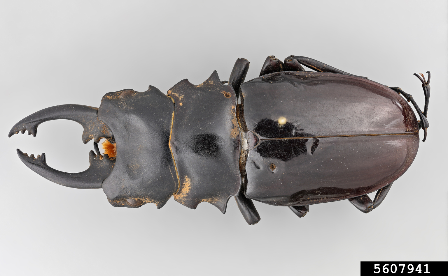 stag beetle (Odontolabis dalmani ssp. intermedia)