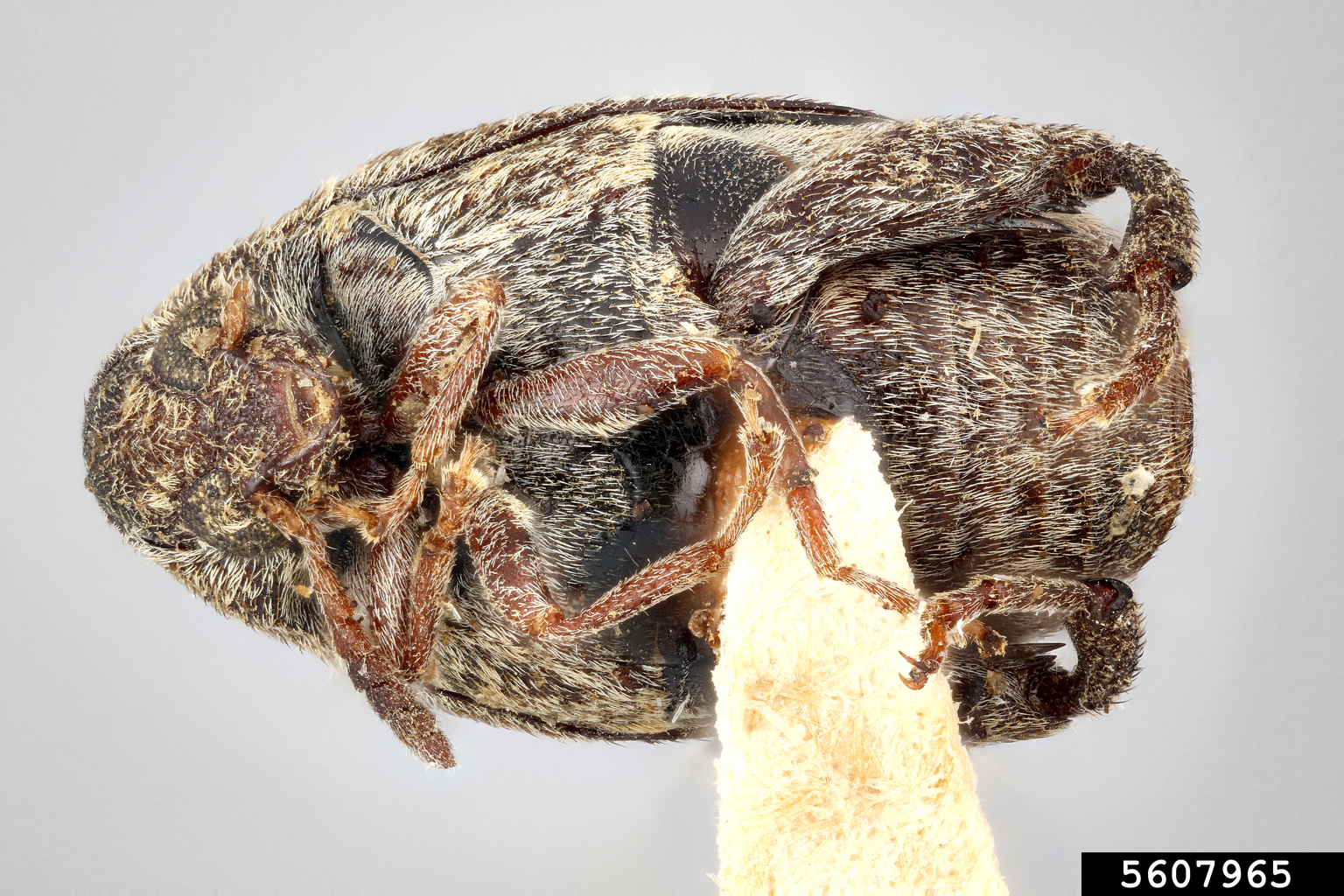 Bean weevil (Merobruchus vacillator)