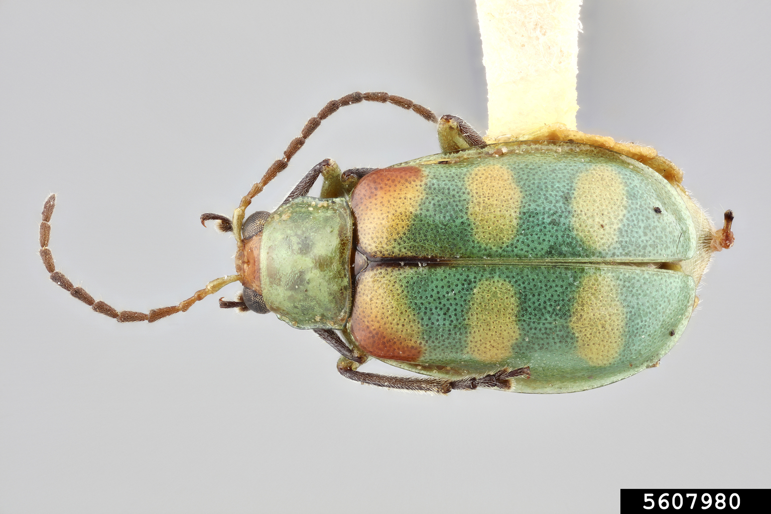 cucurbit beetle (Diabrotica speciosa)