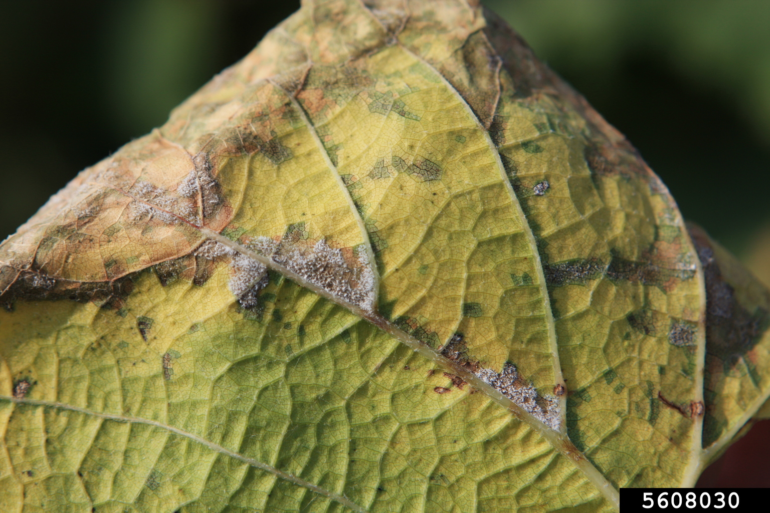 downy mildew (Plasmopara viticola ) on grape (Vitis spp. ) - 5608030