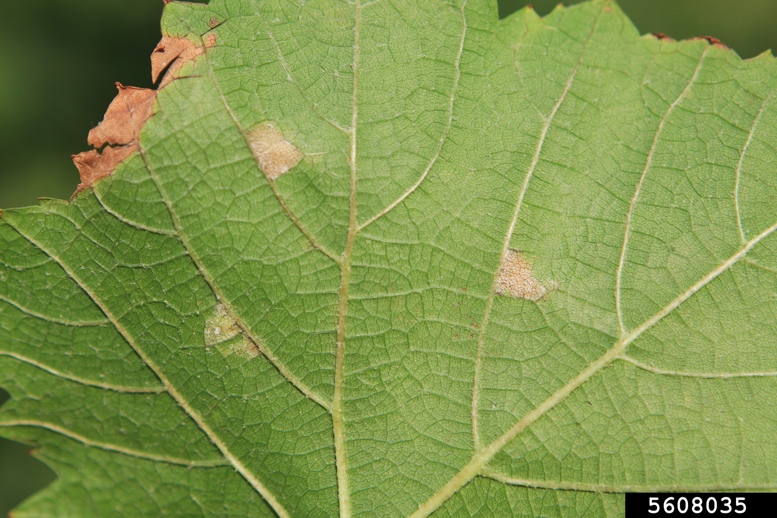 downy mildew (Plasmopara viticola (Berk. & M.A. Curtis) Berl & De Toni ...