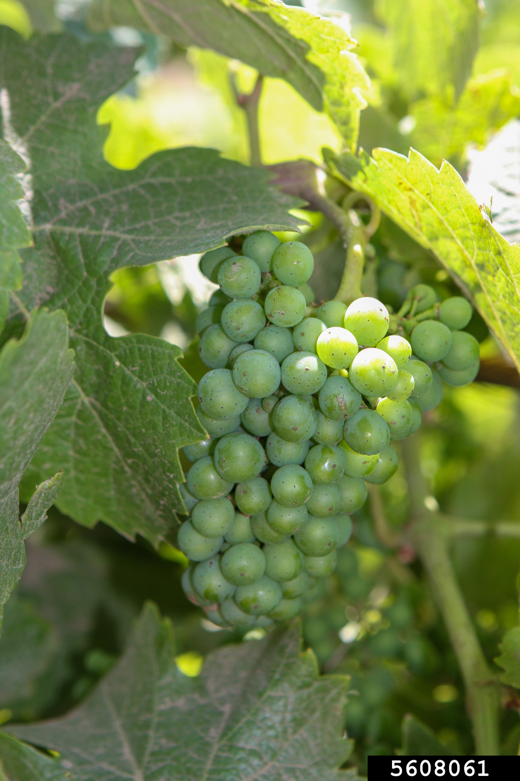 grape (Genus Vitis)
