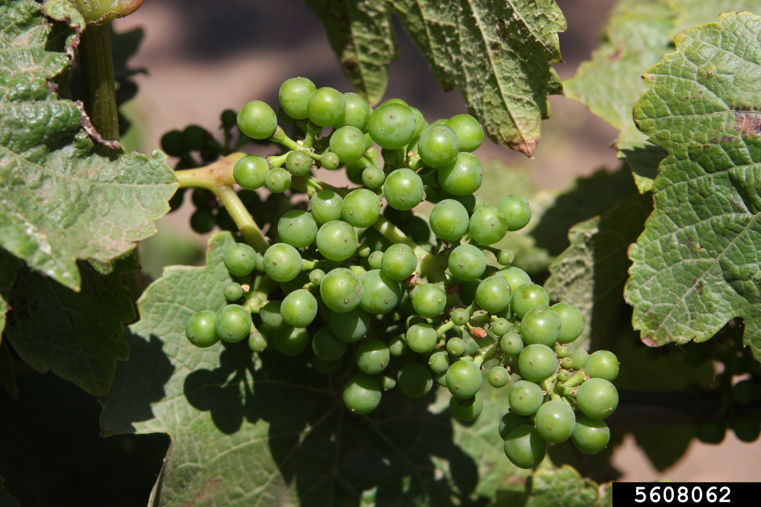 grape (Genus Vitis)