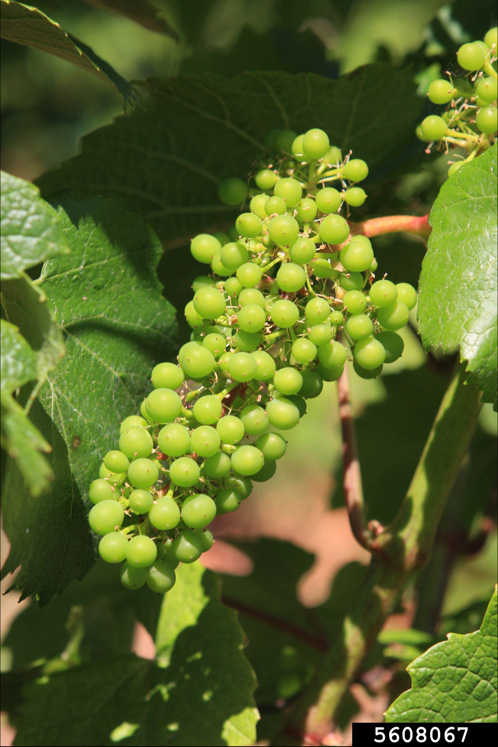 grape (Genus Vitis L.)