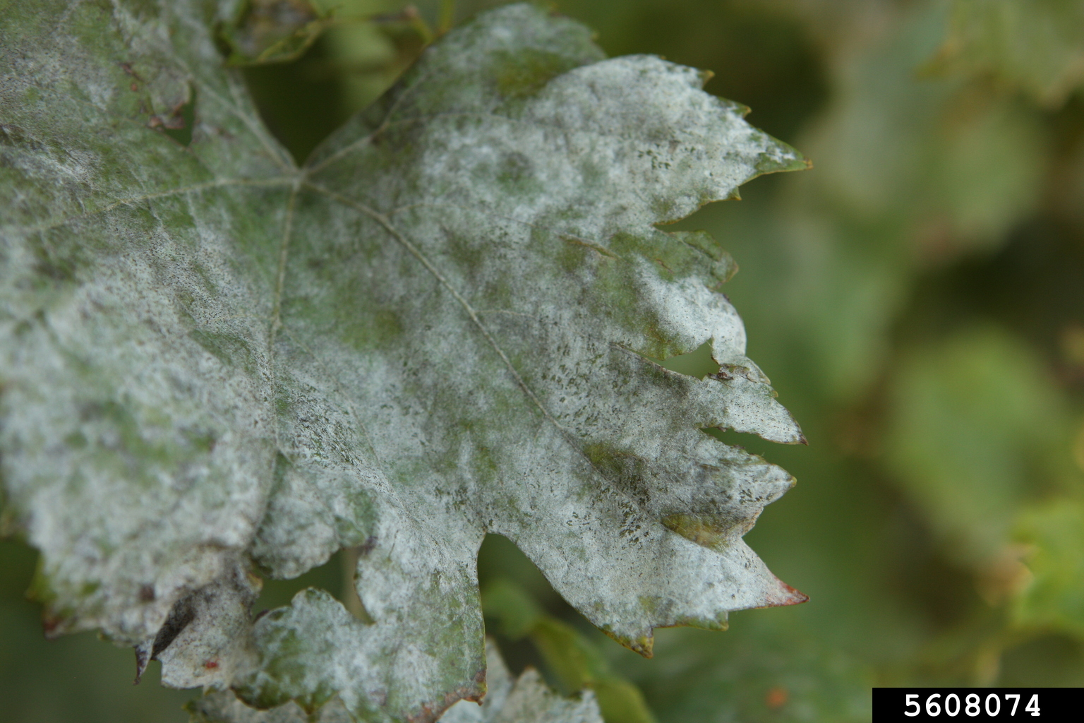 powdery mildew (Erysiphe necator)