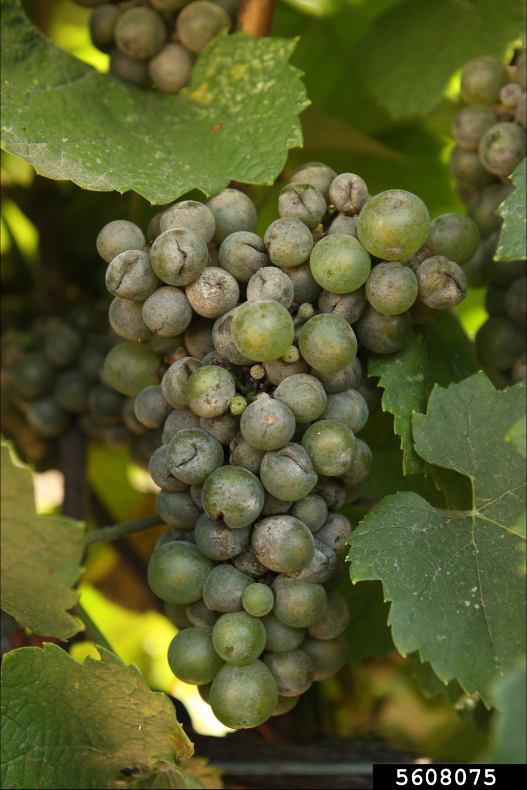 powdery mildew (Erysiphe necator)