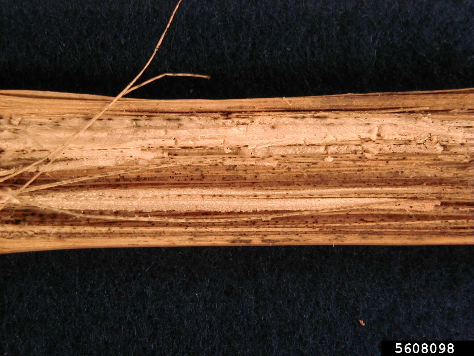 charcoal rot (Macrophomina phaseolina (Tassi) Goidanich)