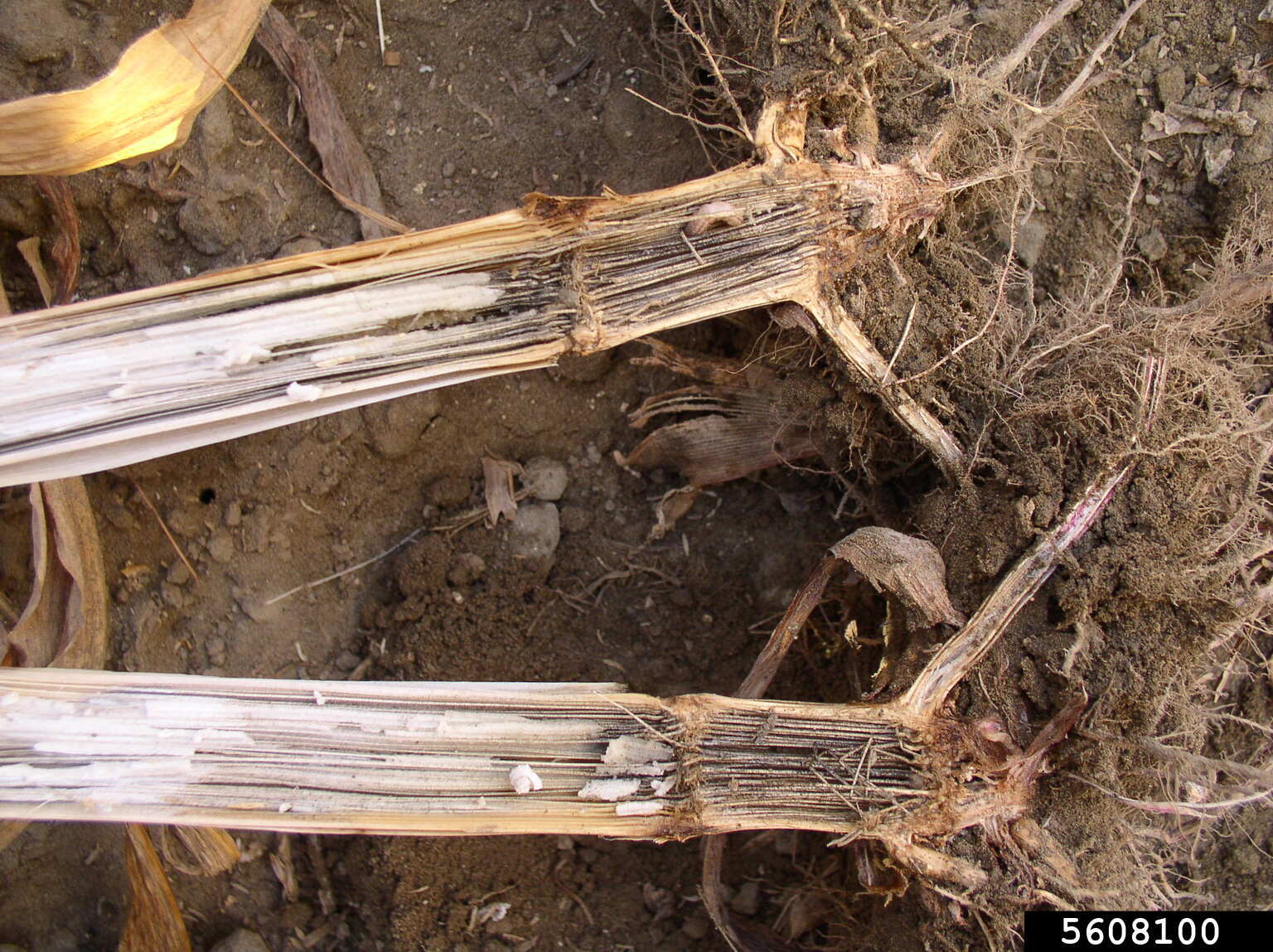 charcoal rot (Macrophomina phaseolina (Tassi) Goidanich)