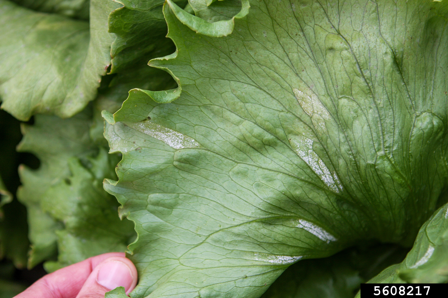 downy mildew (Bremia lactucae Regel)