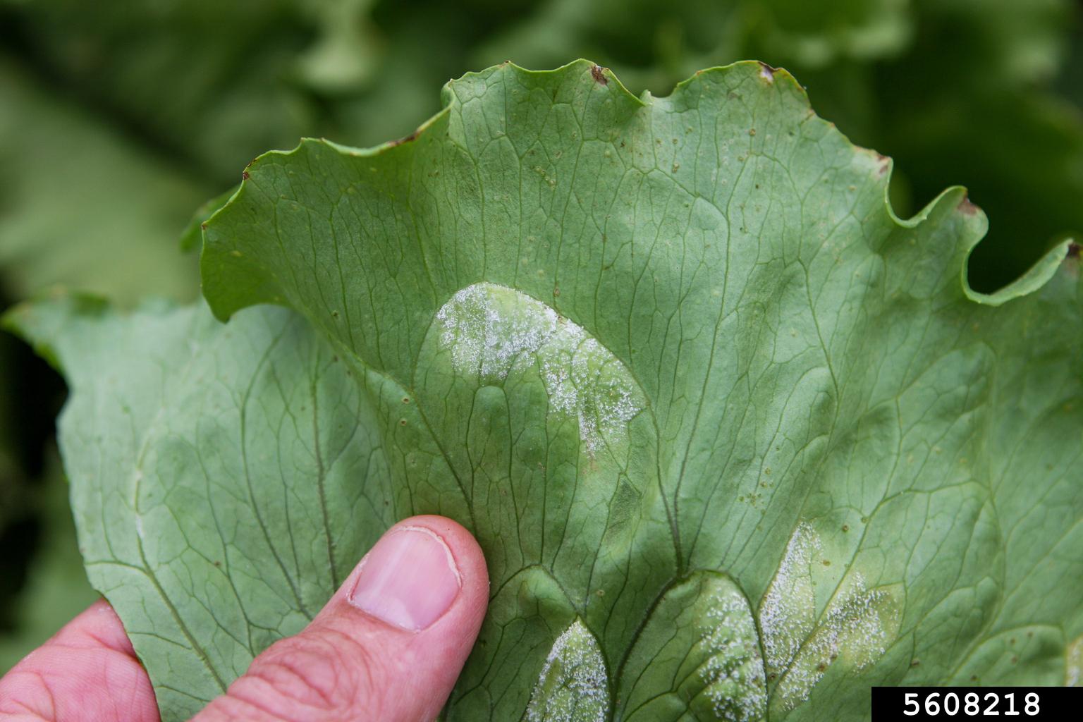 downy mildew (Bremia lactucae)