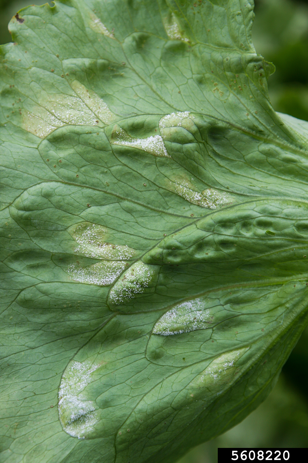 downy mildew (Bremia lactucae)