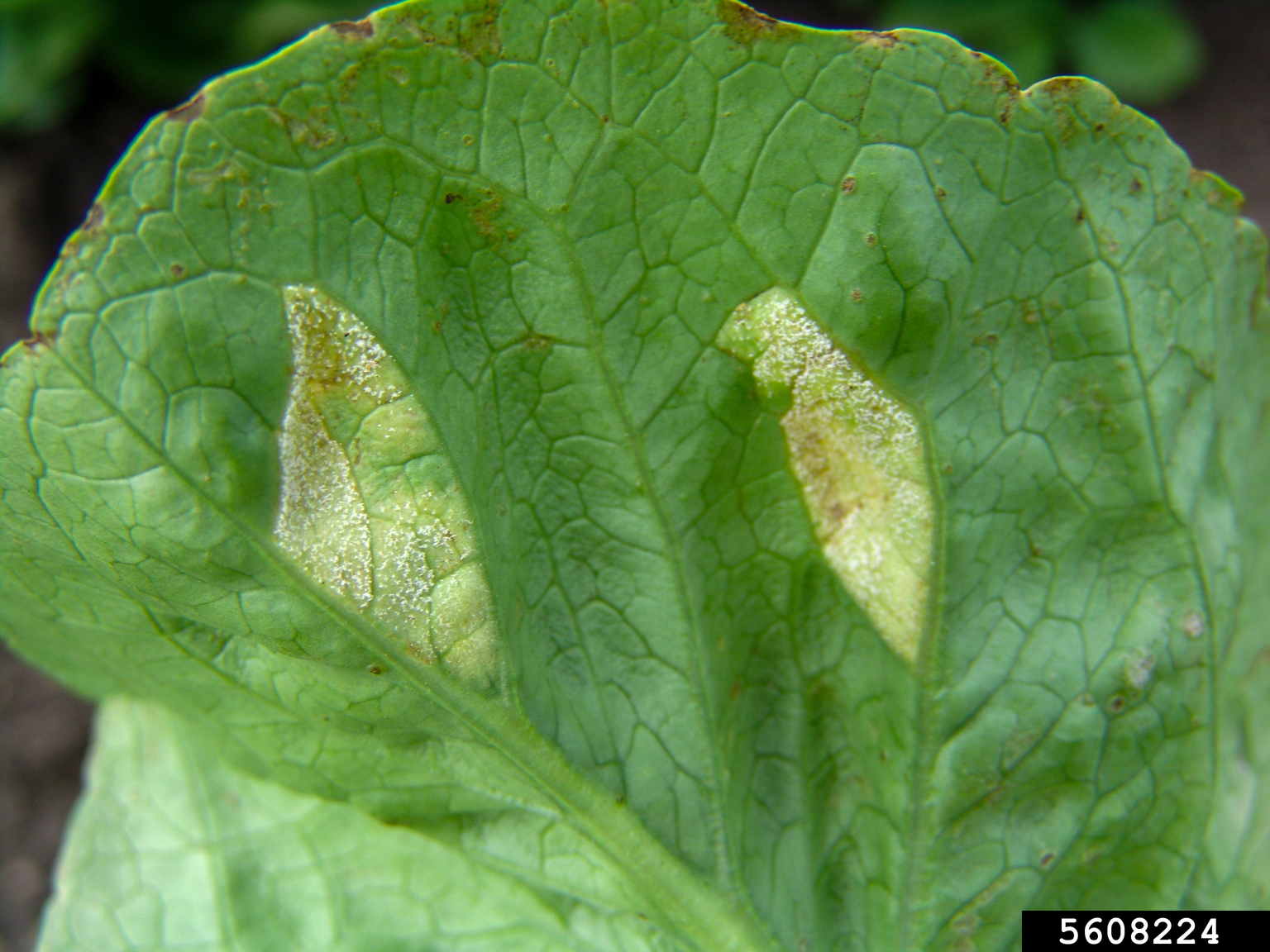 downy mildew (Bremia lactucae Regel)