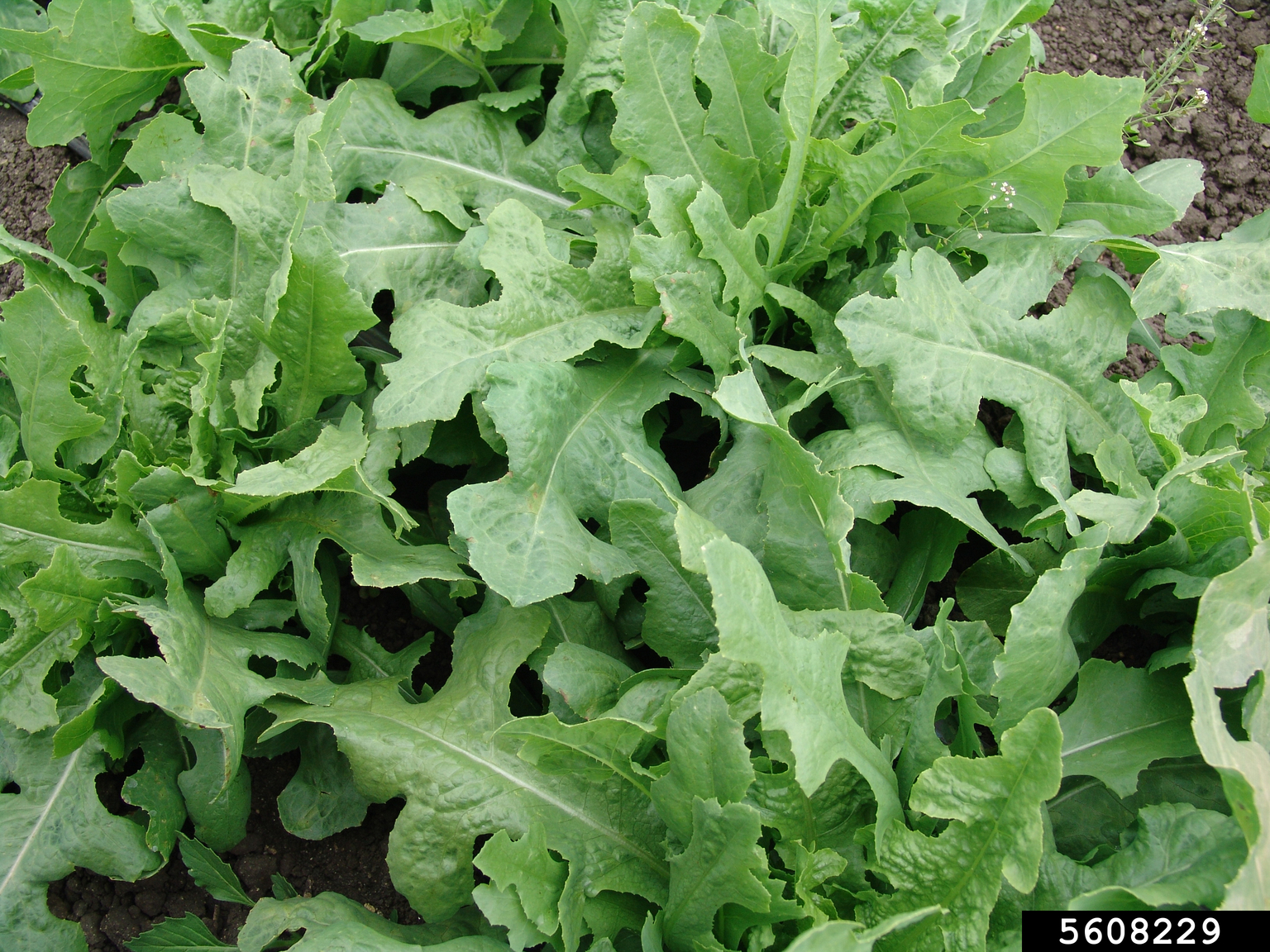 lettuce (Lactuca sativa L.)