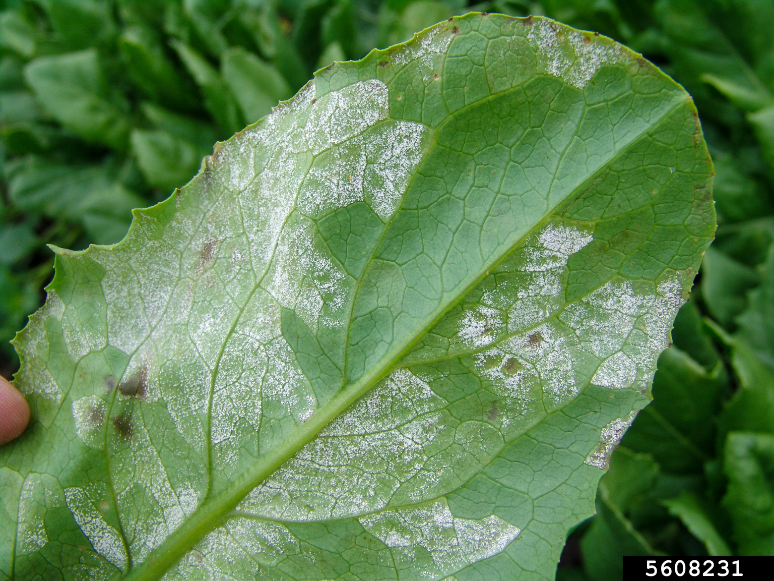 downy mildew (Bremia lactucae Regel)