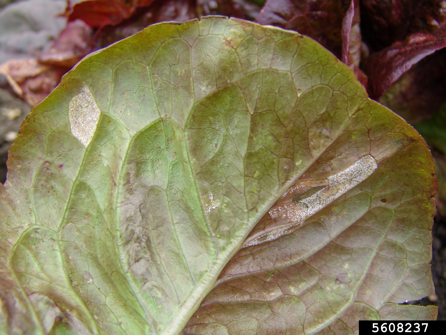 downy mildew (Bremia lactucae)