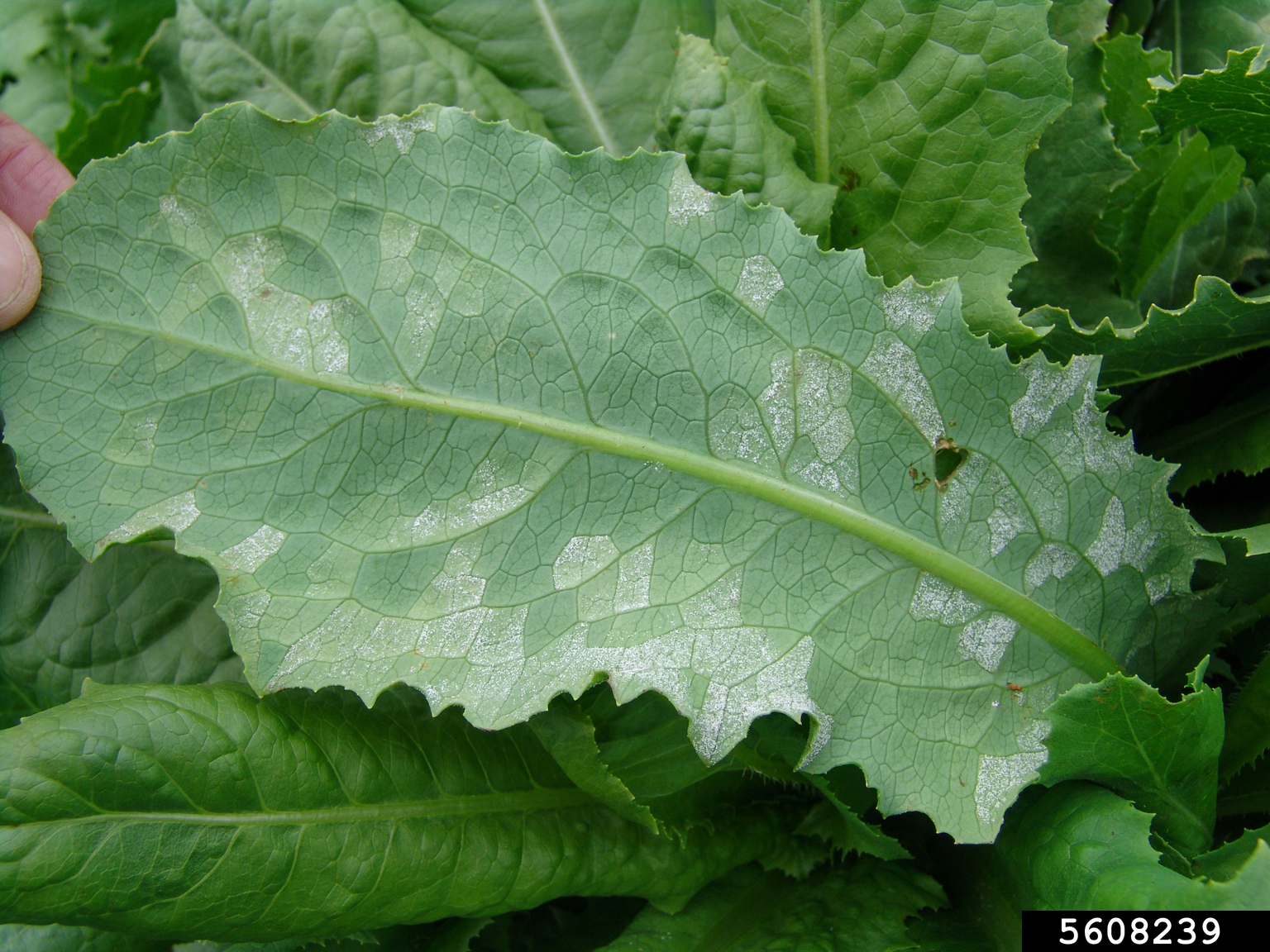 downy mildew (Bremia lactucae)