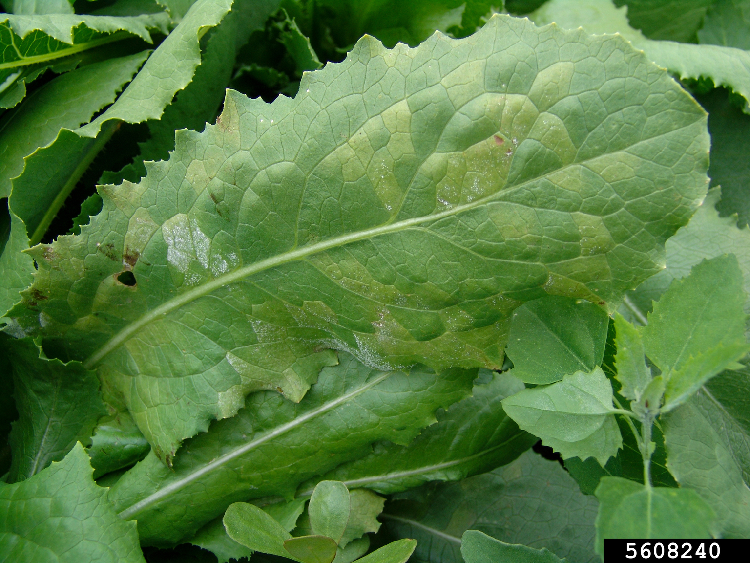 downy mildew (Bremia lactucae Regel)