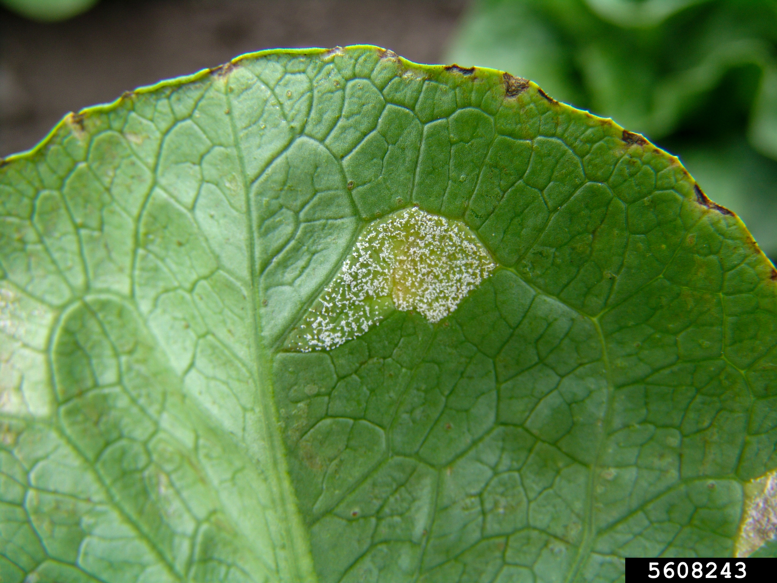downy mildew (Bremia lactucae)