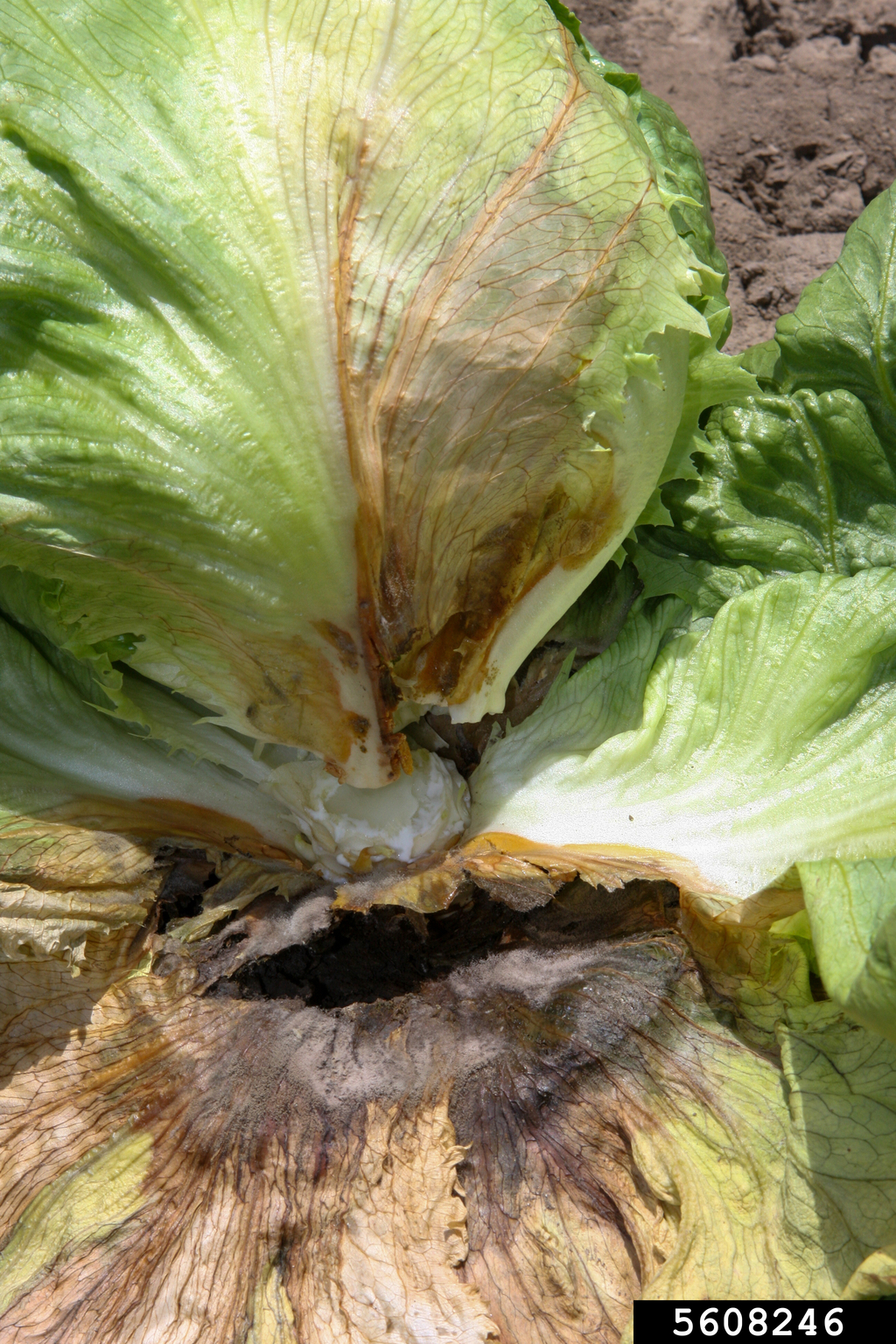 gray mold (Botrytis cinerea Pers.:Fr)