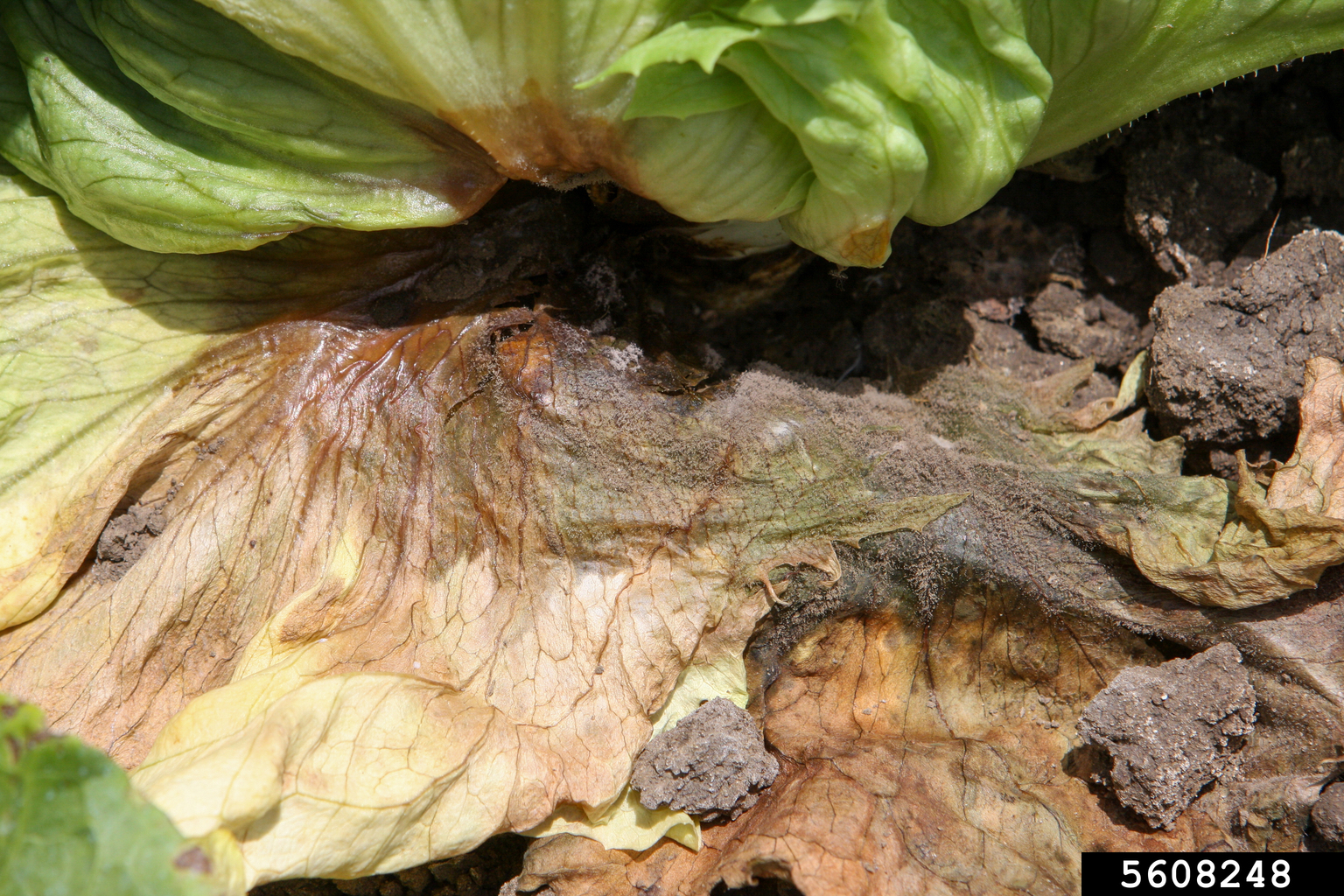 gray mold (Botrytis cinerea Pers.:Fr)